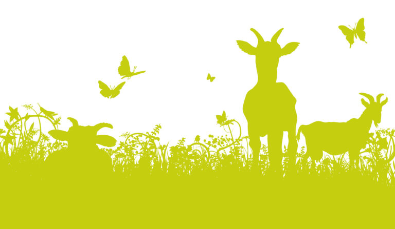 Home - Horn 2 Hoof Goatscaping